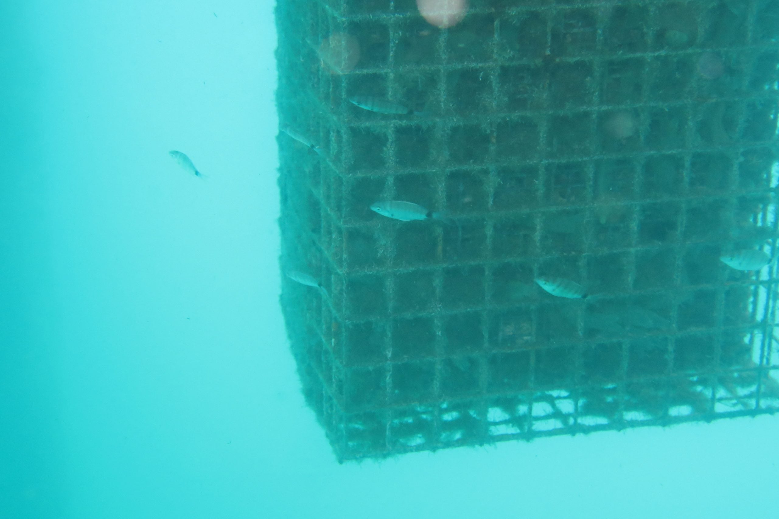 Els hàbitats Biohut del Club Nàutic Sant Feliu són llar de 703 ...